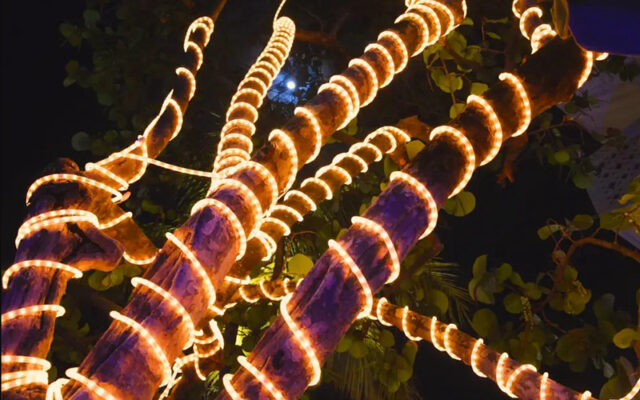 15+ Outdoor Tree Lighting Ideas to Transform Your Garden at Night