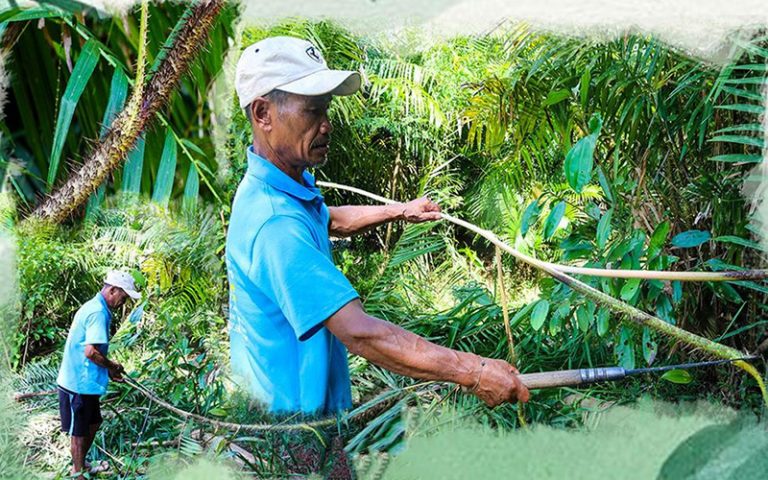 What Is Rattan? Definition, Uses & Benefits of This Natural Material