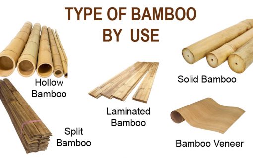 What Is Bamboo? Definition, Uses & Eco-Friendly Benefits